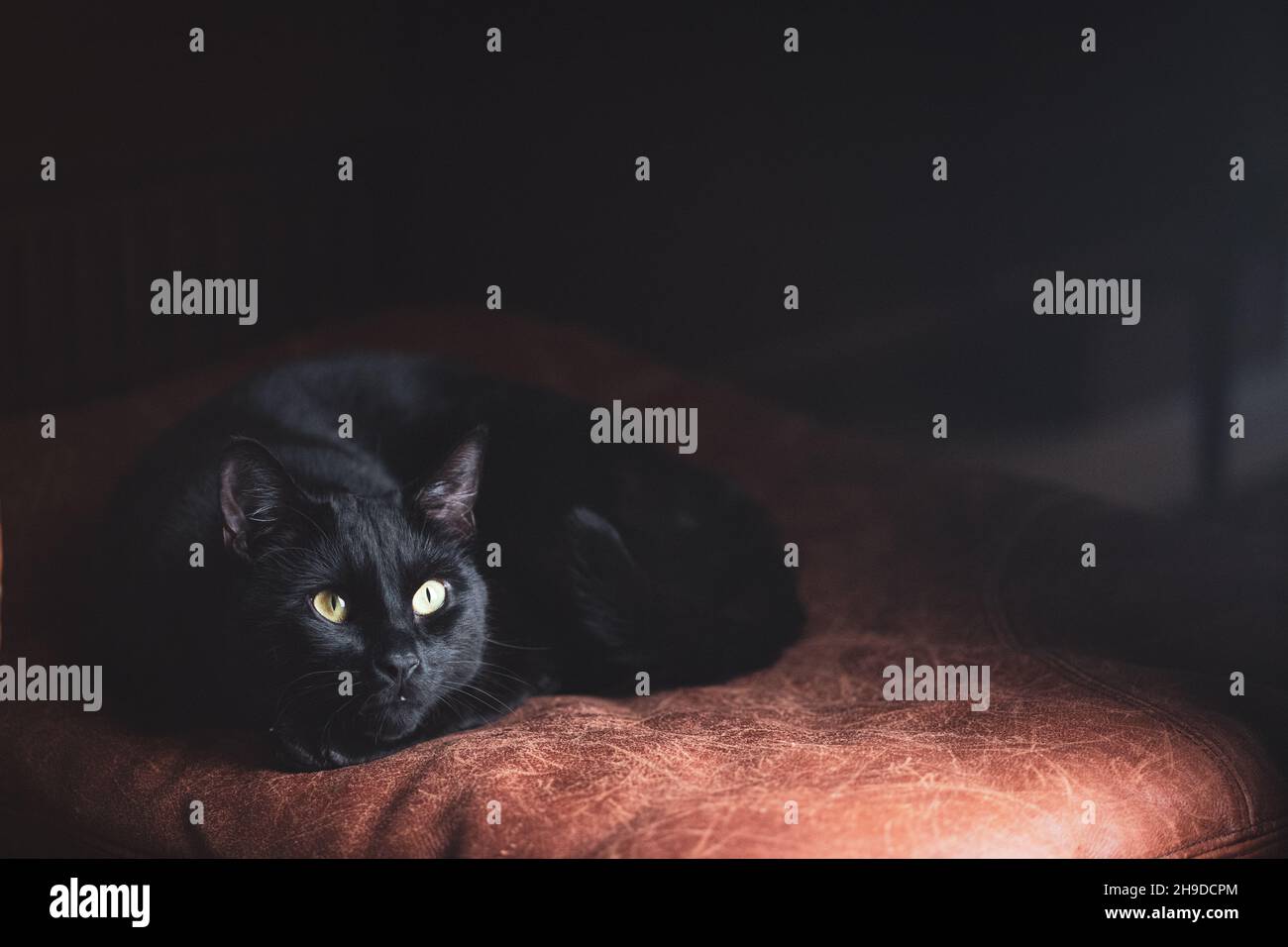 Black cat laying down hi-res stock photography and images - Alamy