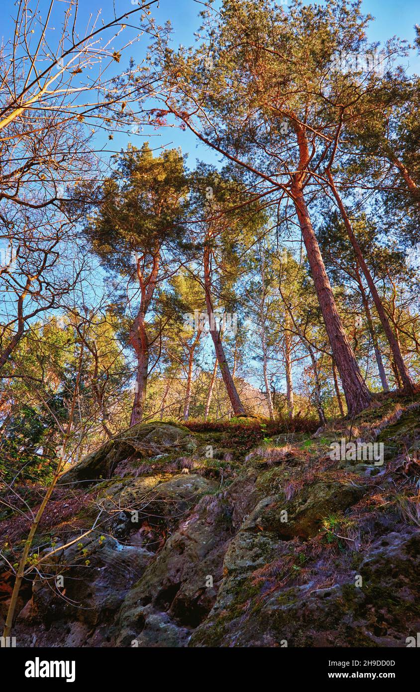 Beautiful trees on the slope in the forest Stock Photo - Alamy