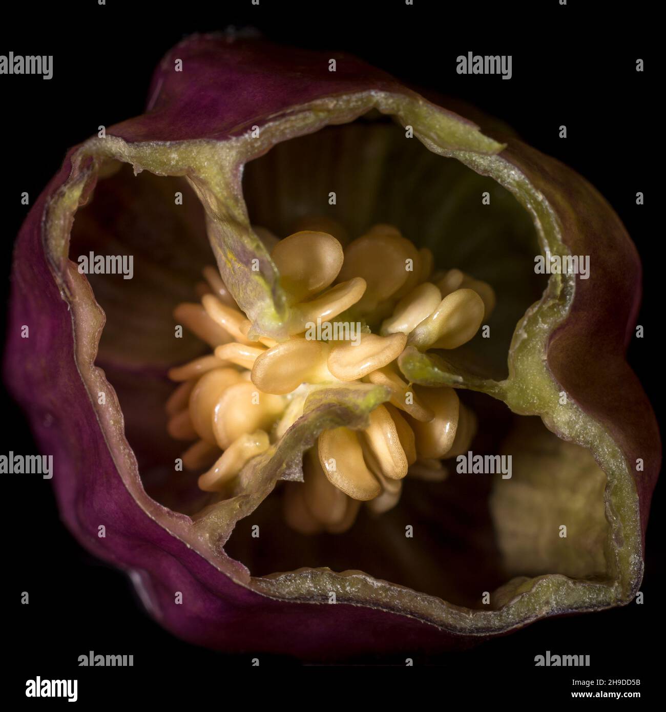 chopped purple habanero chili pepper, on a black background, closeup ...