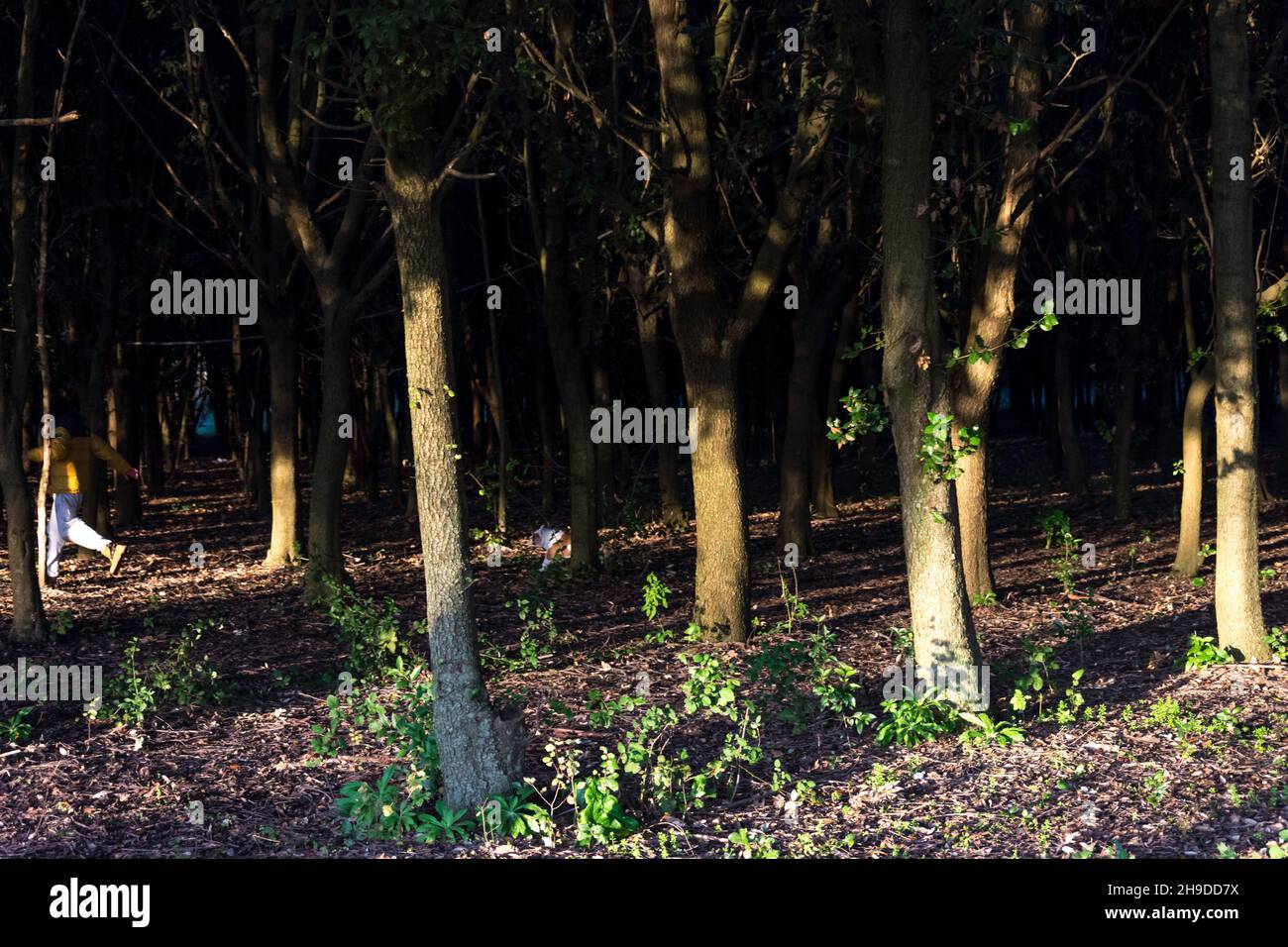 Boy under tree dog hi-res stock photography and images - Alamy