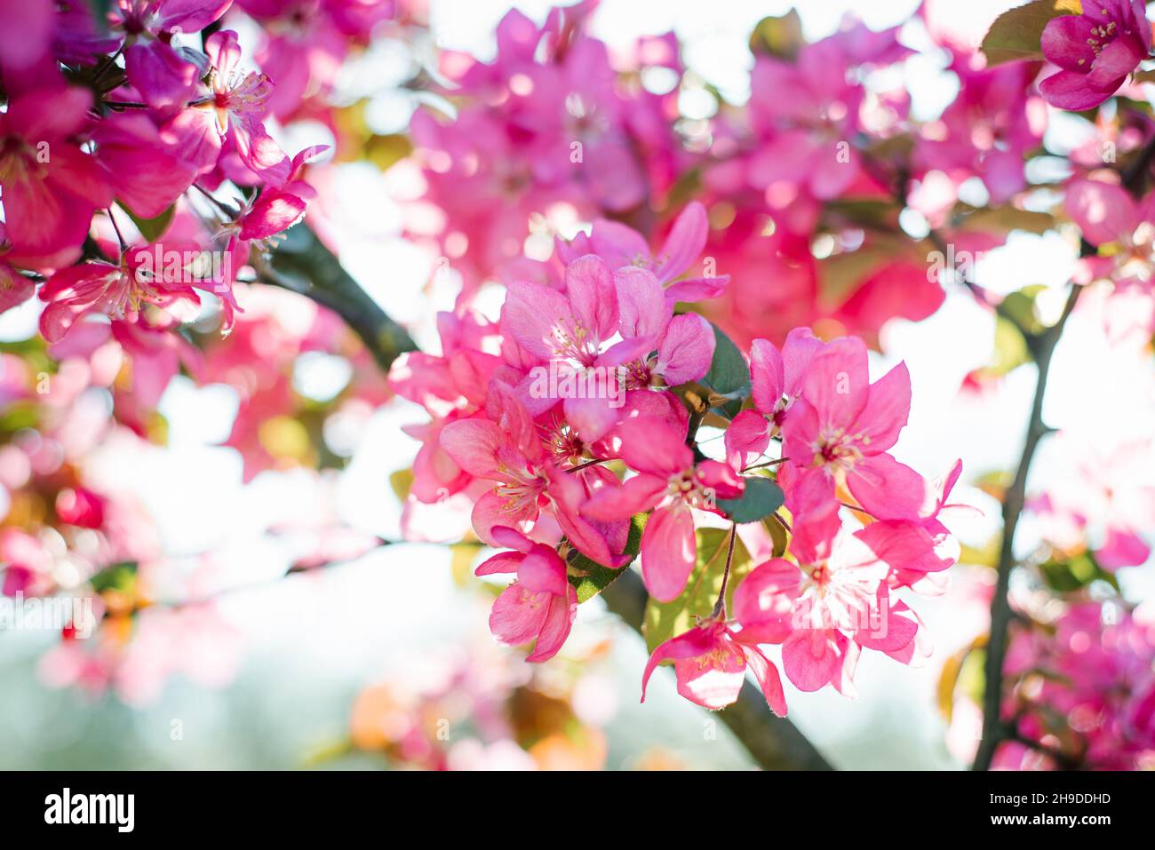 Decorative apple tree hi-res stock photography and images - Alamy