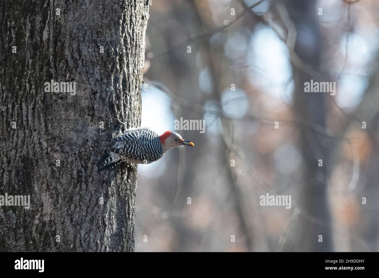 A female red-bellied woodpecker (Melanerpes carolinus) on a tree with a ...