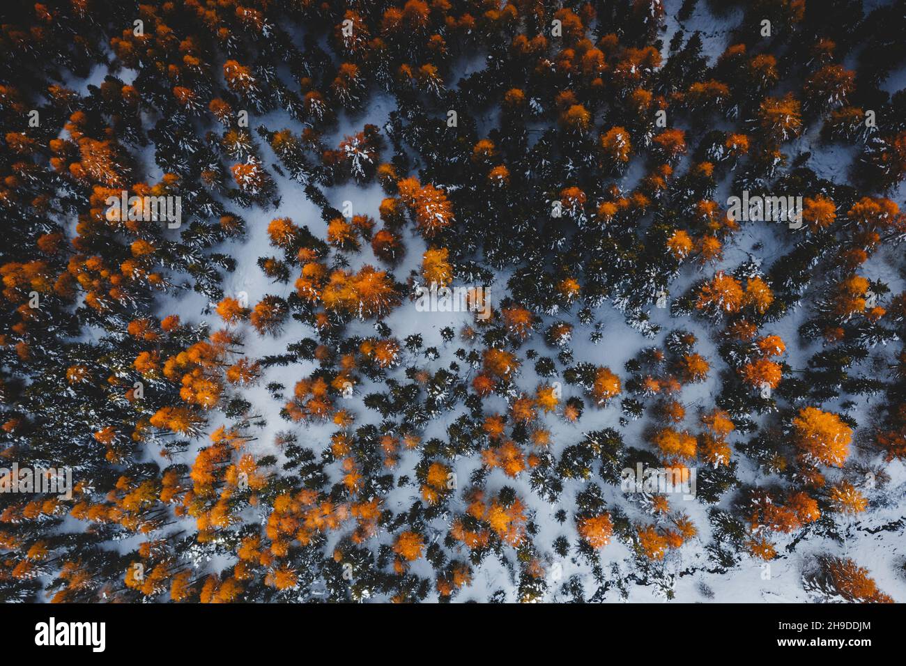 Aerial view of multi colored larch trees in the autumn forest covered ...