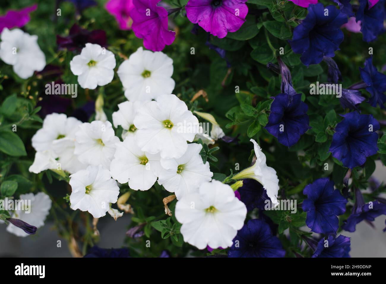 Petunia multi colored flowers hi-res stock photography and images - Alamy