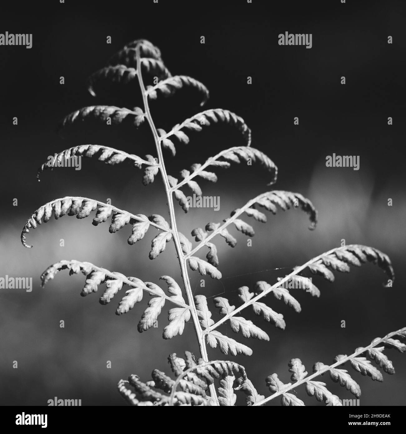 Grayscale closeup of fern leaves Stock Photo - Alamy