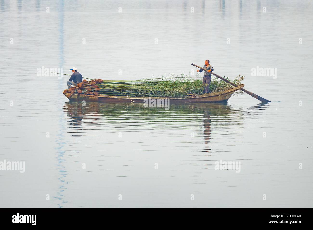Bamboo tree trunks hi-res stock photography and images - Alamy