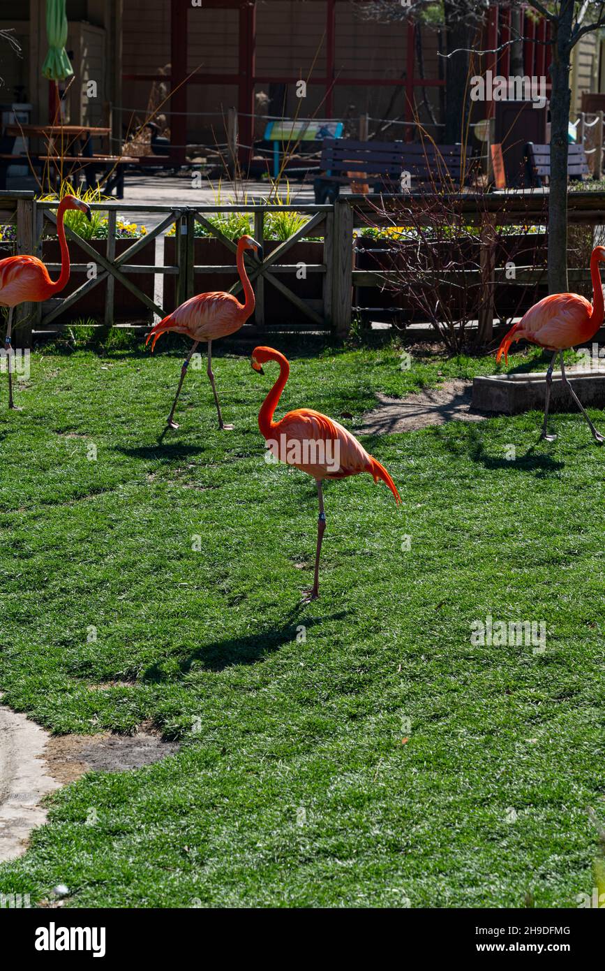 Gorgeous day with friends at the zoo Stock Photo - Alamy