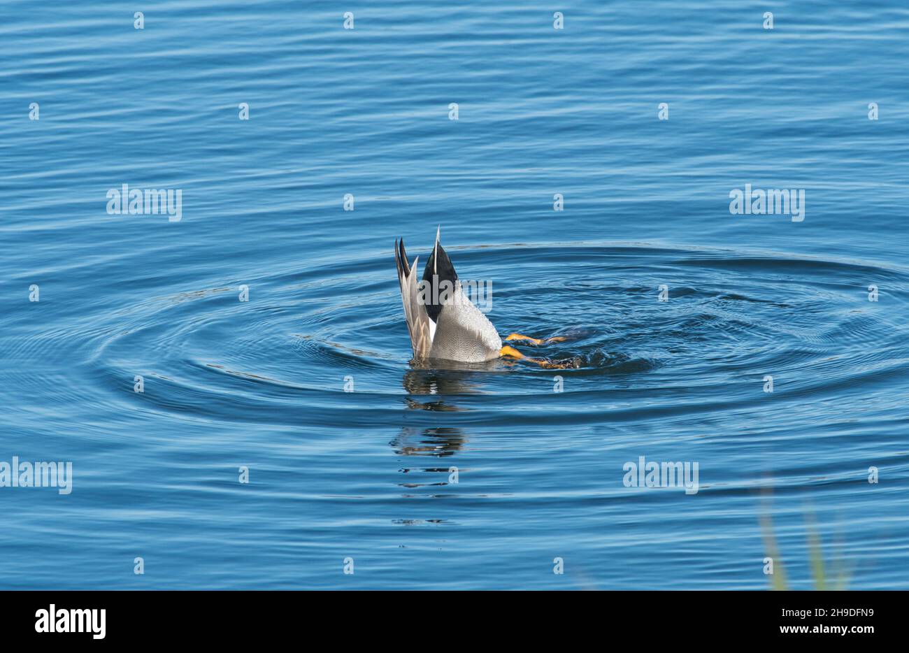 Underwater foraging hi-res stock photography and images - Alamy