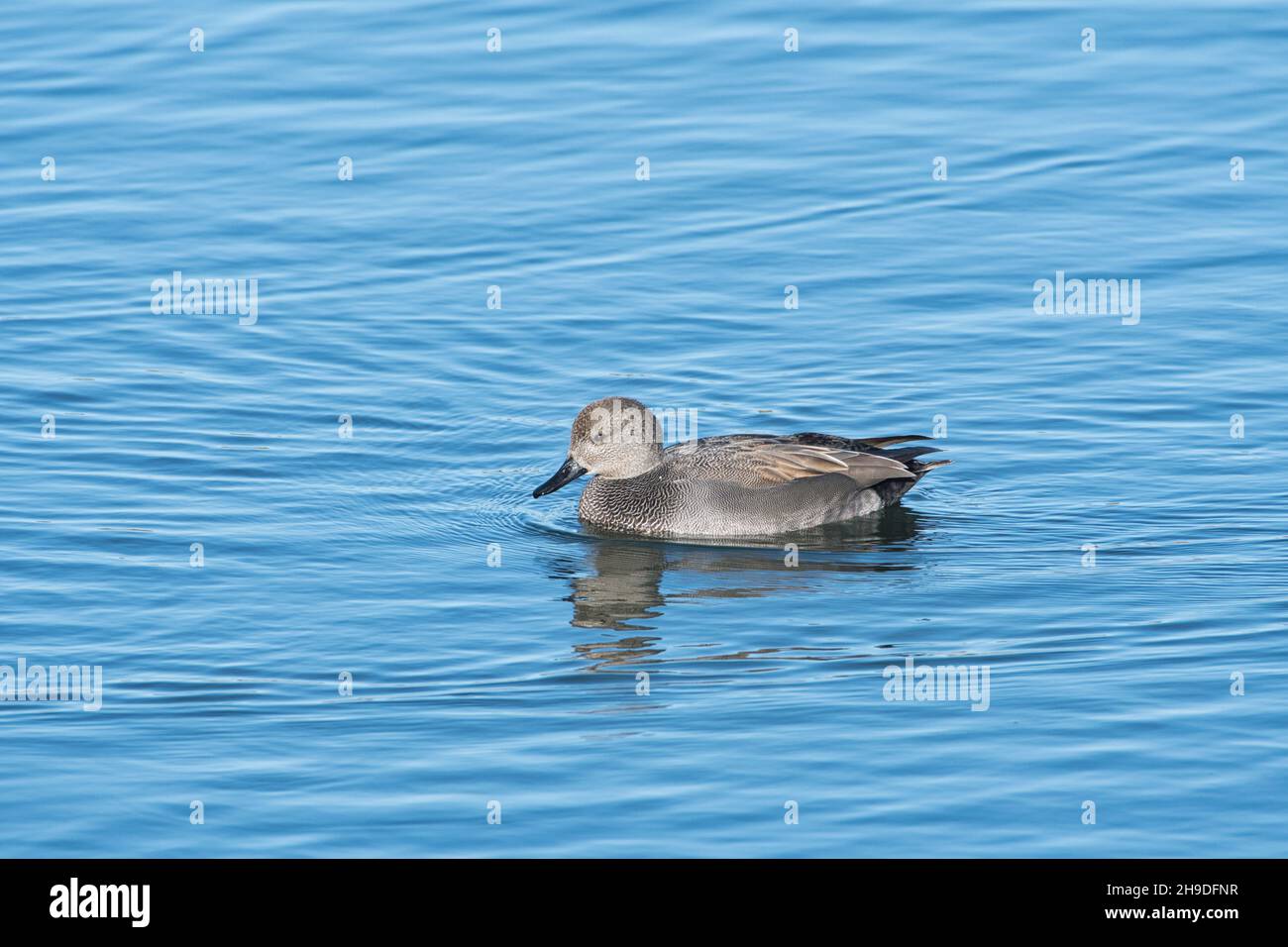 Gadwall drake hi-res stock photography and images - Alamy
