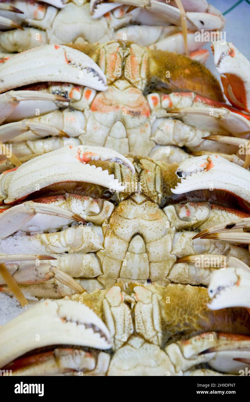 Massachusetts colony fish hi-res stock photography and images - Alamy