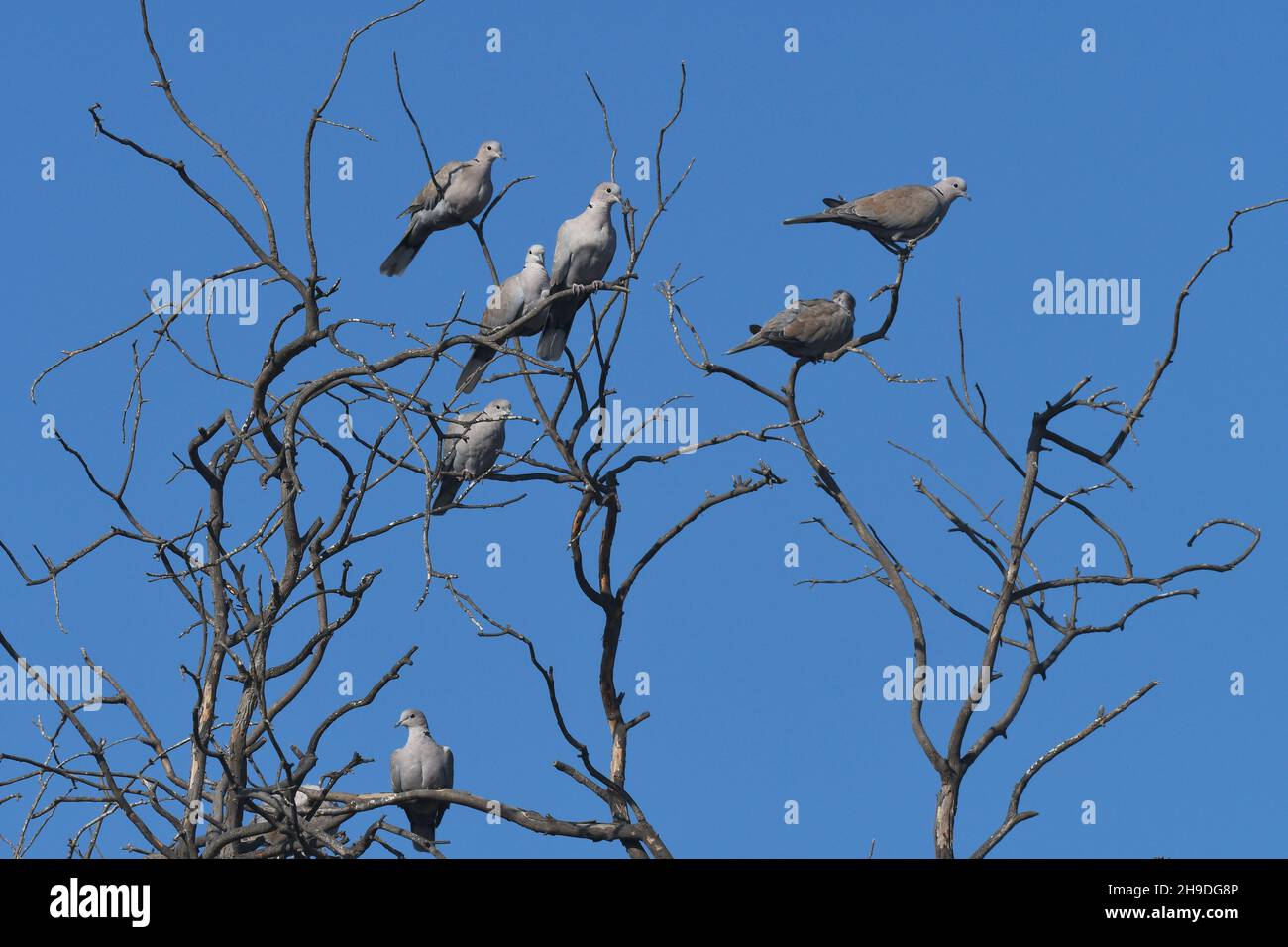 Dove sitting on tree branch hi-res stock photography and images - Alamy