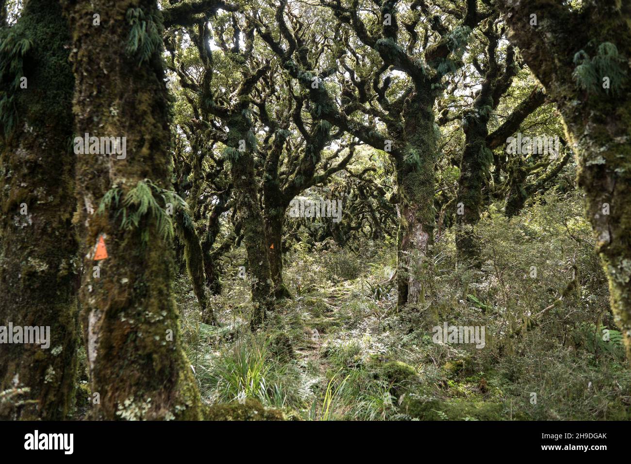 Tararua hi-res stock photography and images - Alamy