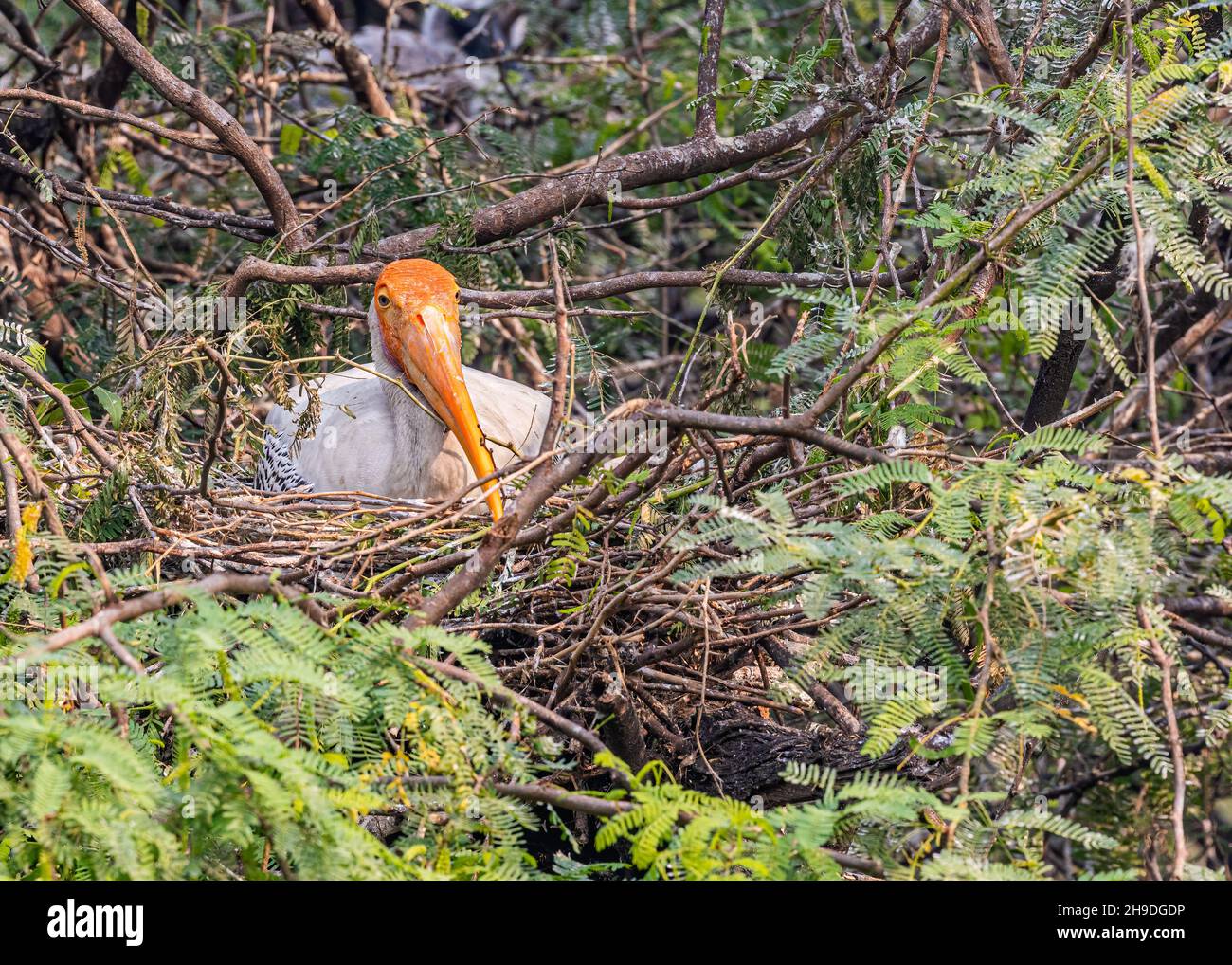 Painted Stork hatching its eggs on a tree in its nest Stock Photo - Alamy