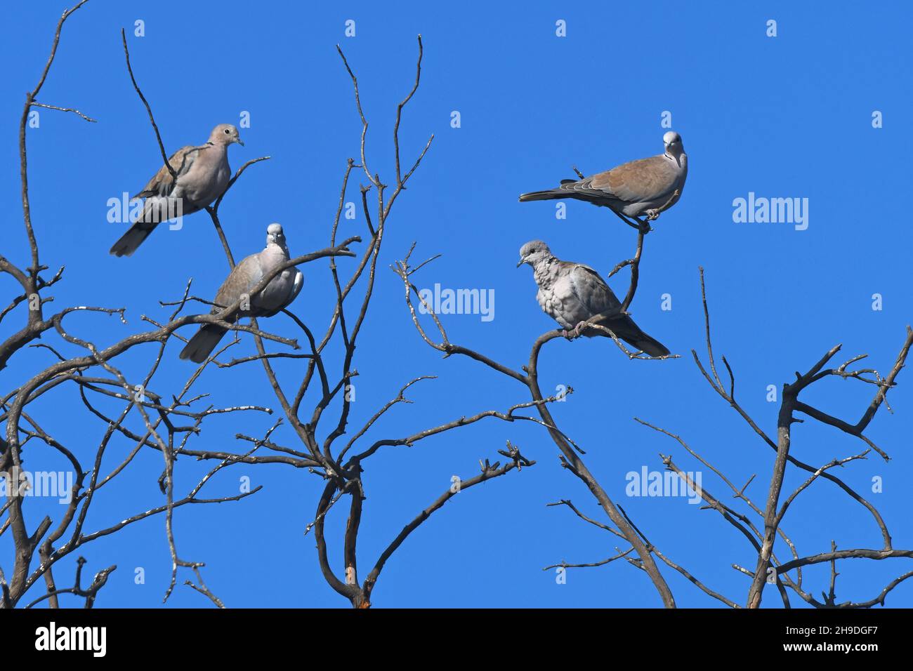 Dove sitting on tree branch hi-res stock photography and images - Alamy