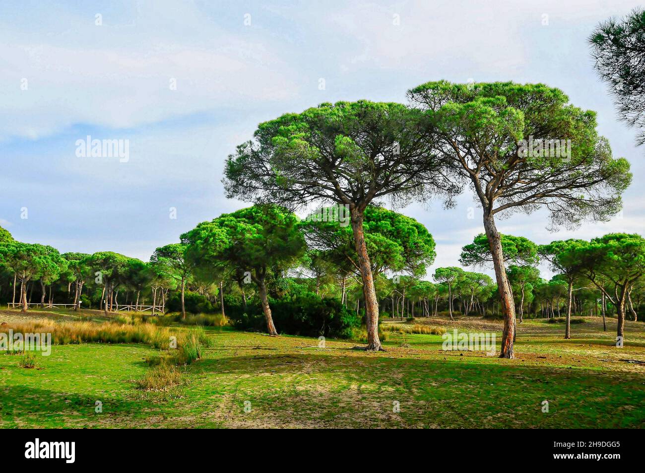 Natural and National Park of Andalusia - Spain Stock Photo - Alamy