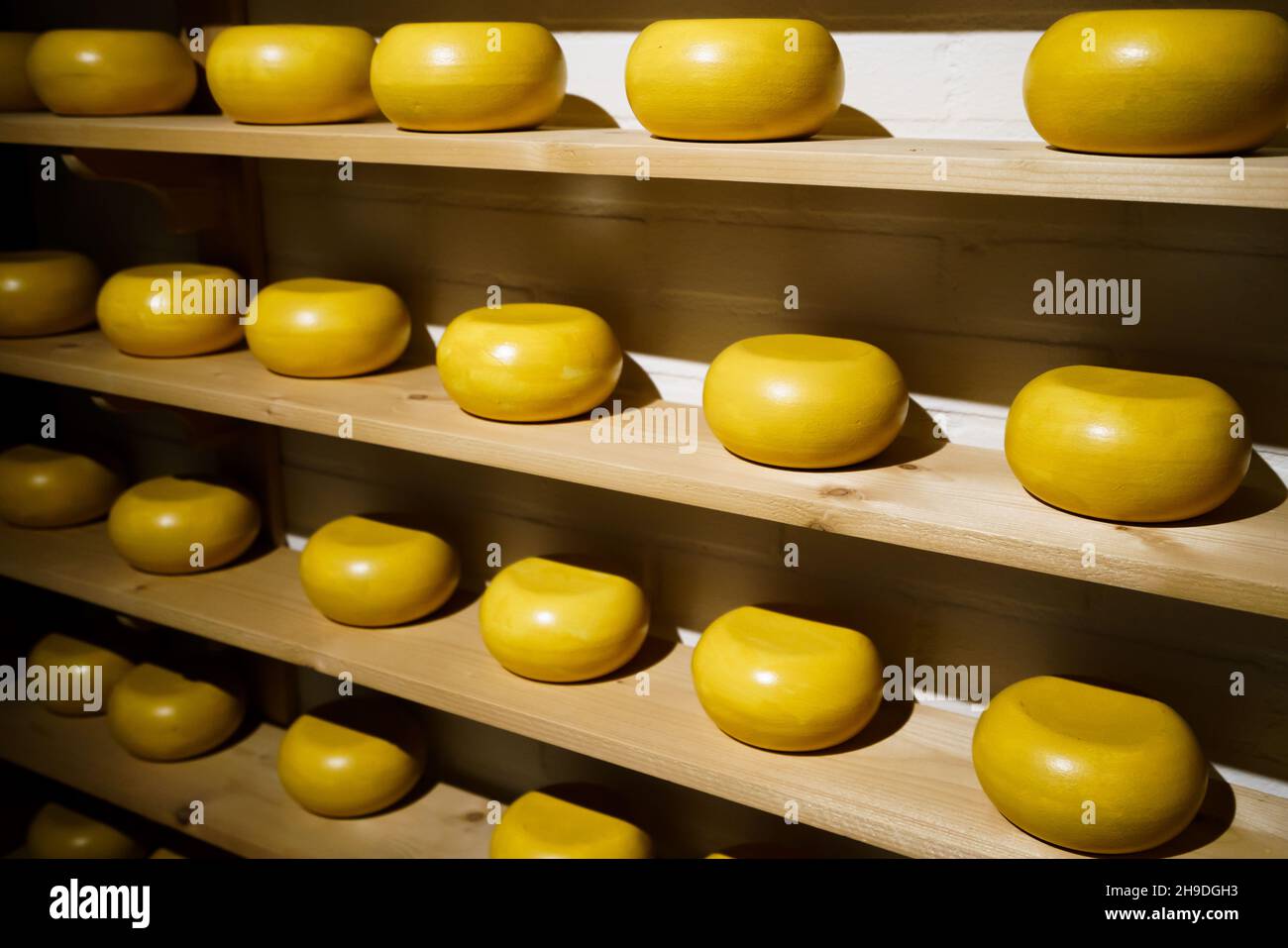 Cheese shop display. Farmer cheese. Cheese wheels in store Stock Photo ...