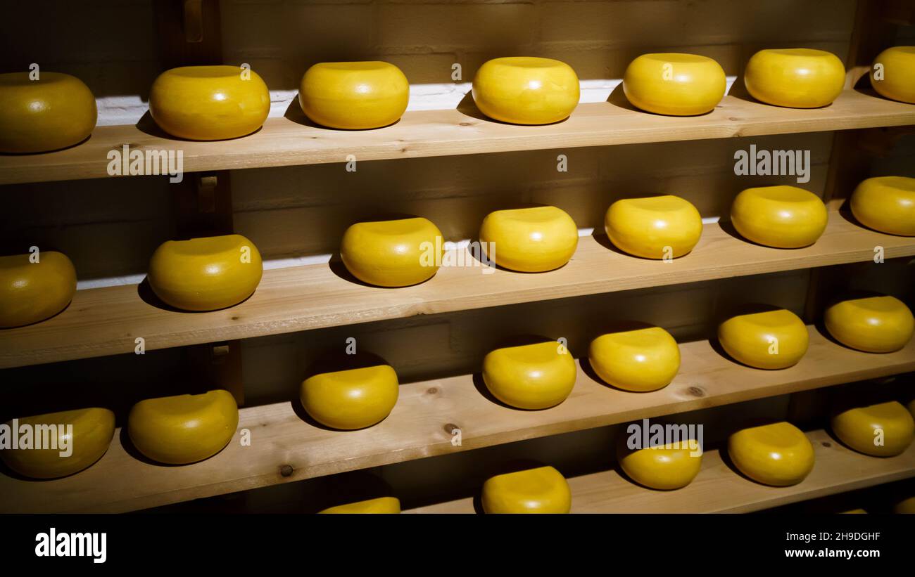 Cheese shop display. Farmer cheese. Cheese wheels in store Stock Photo ...