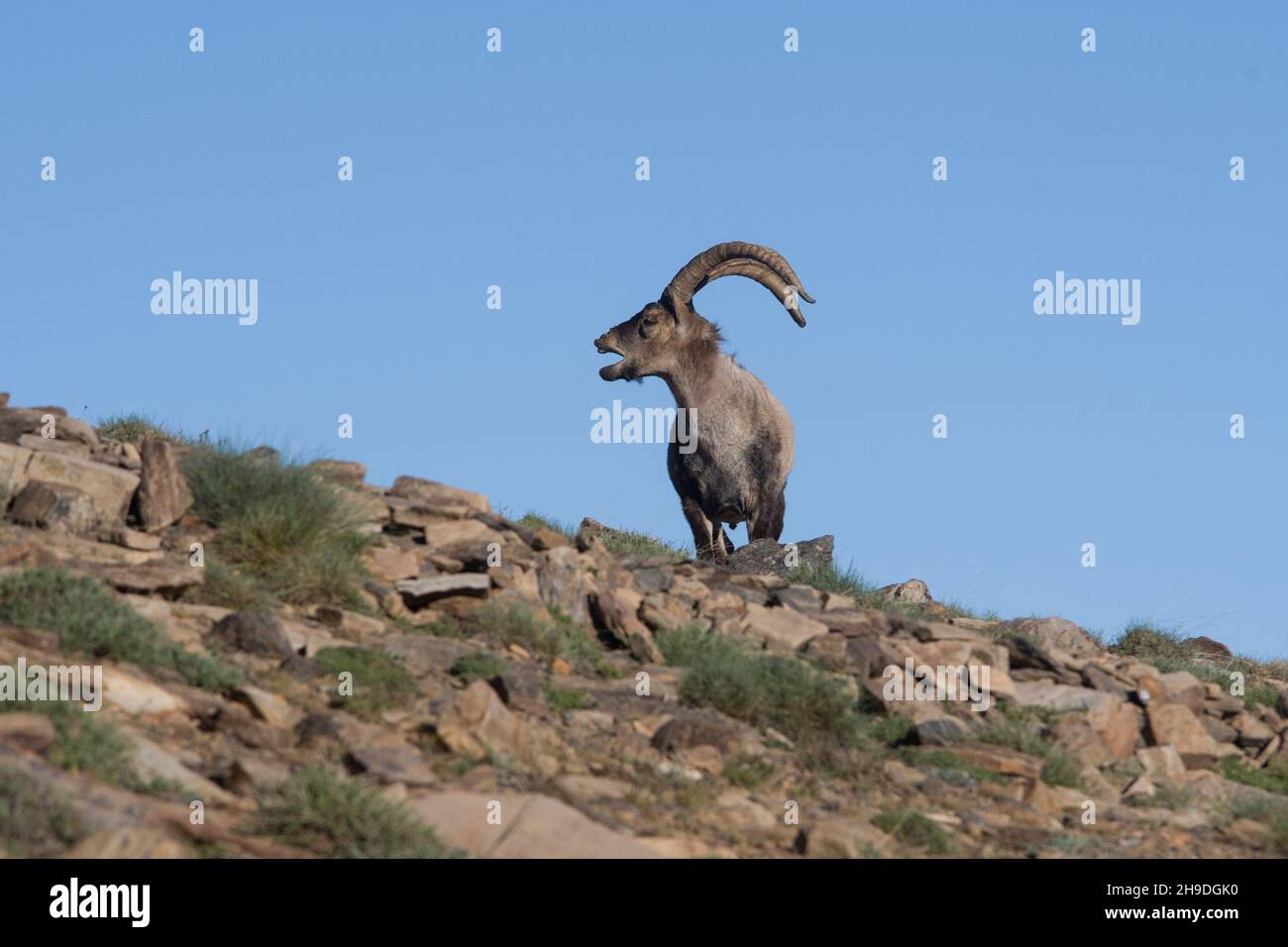 Pyrenean goat hi-res stock photography and images - Alamy