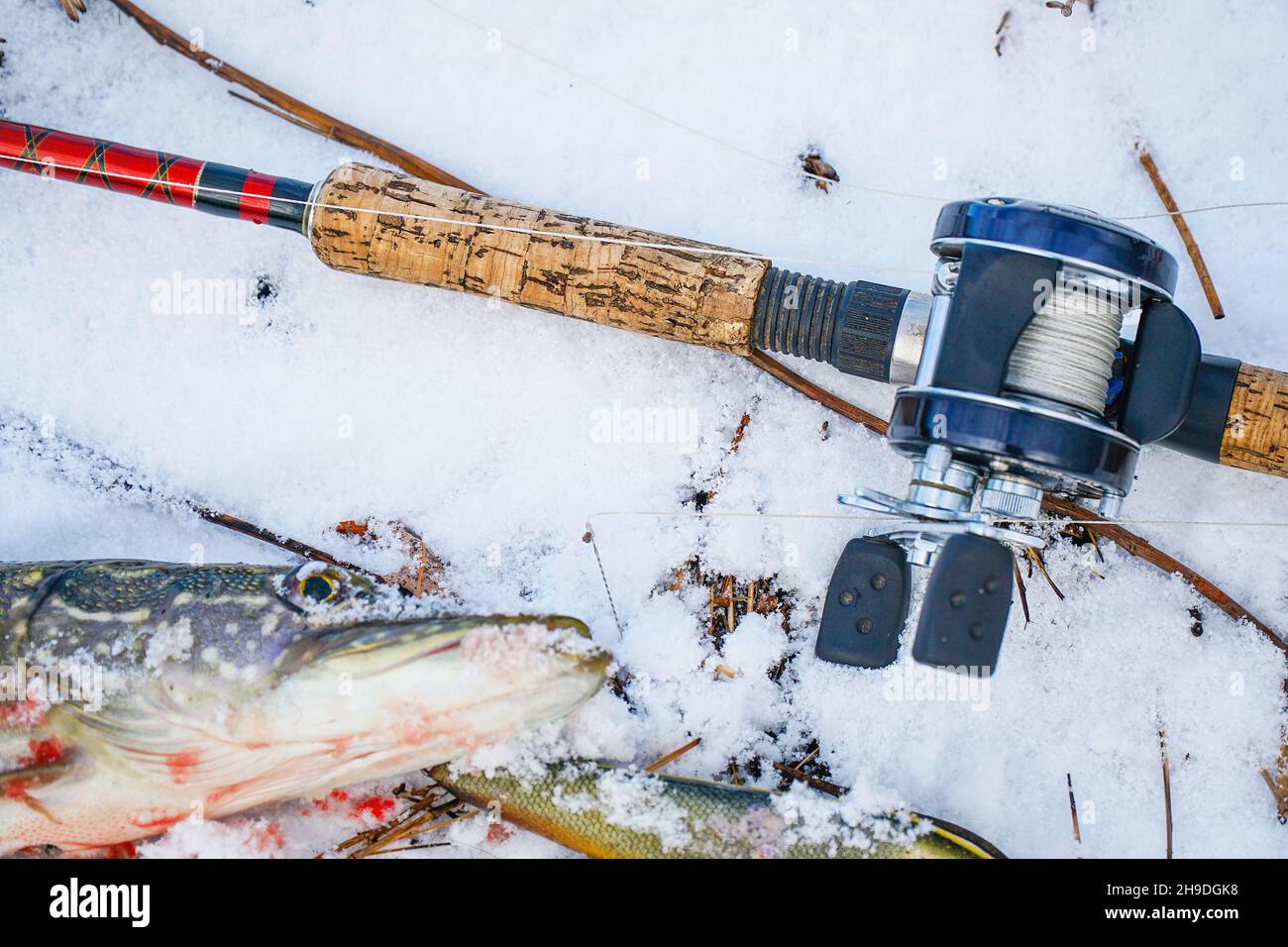 Spinning rod with baitcasting reel, bait and caught a pike lying on the ...