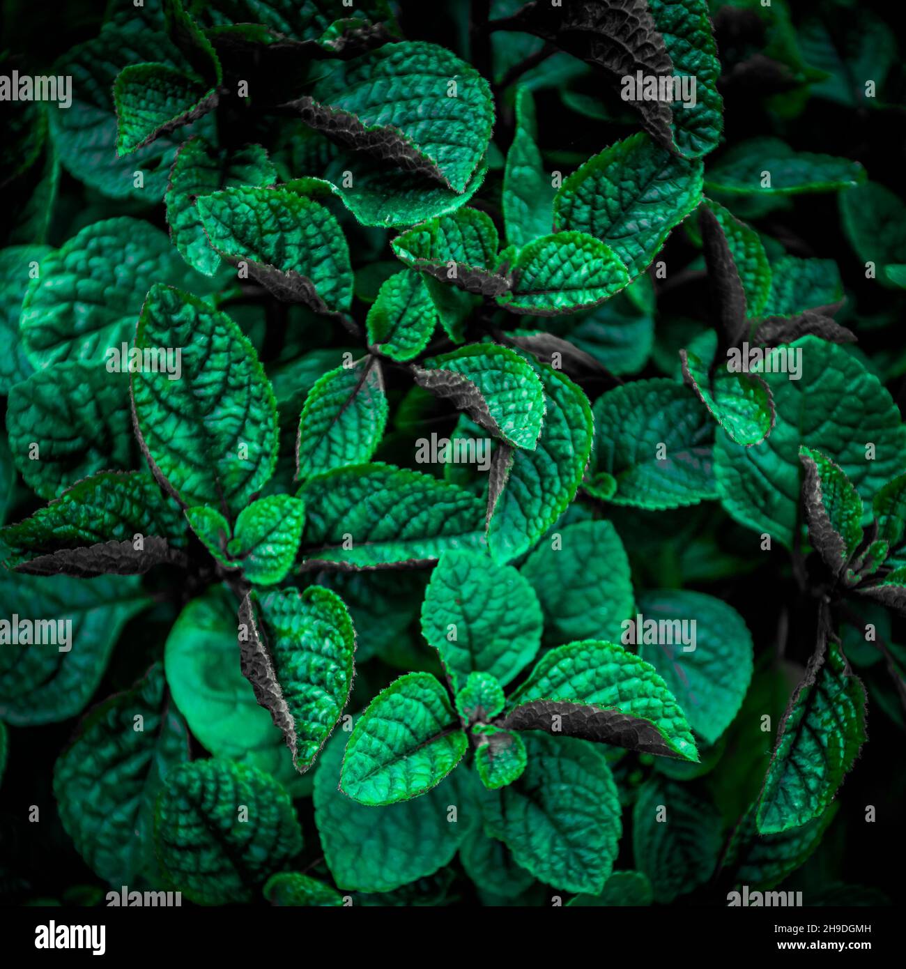 Green leaves texture top view background. Tropical dark green leaf tone ...