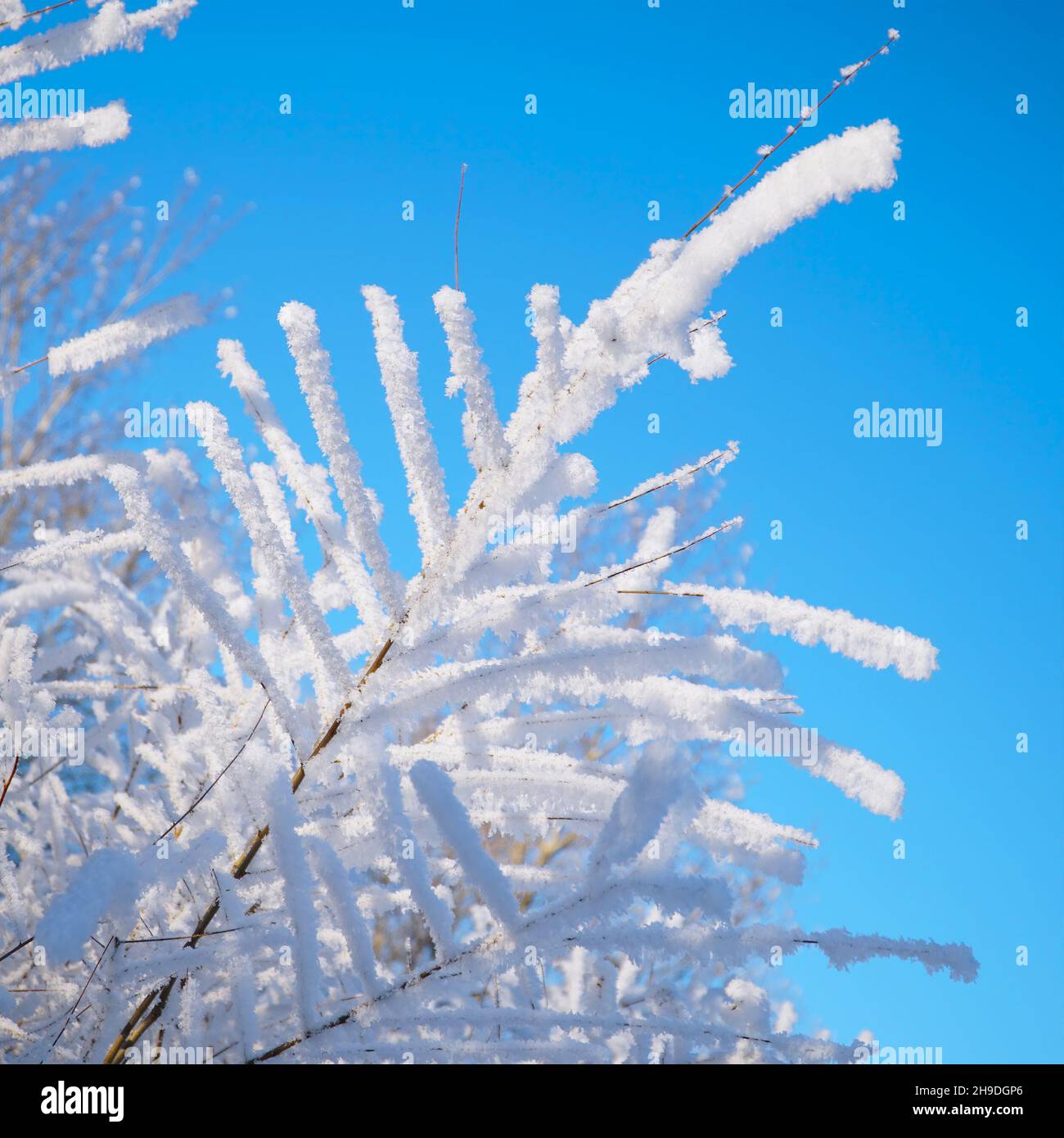 Twigs covered with snow on the background of the spring blue sky ...
