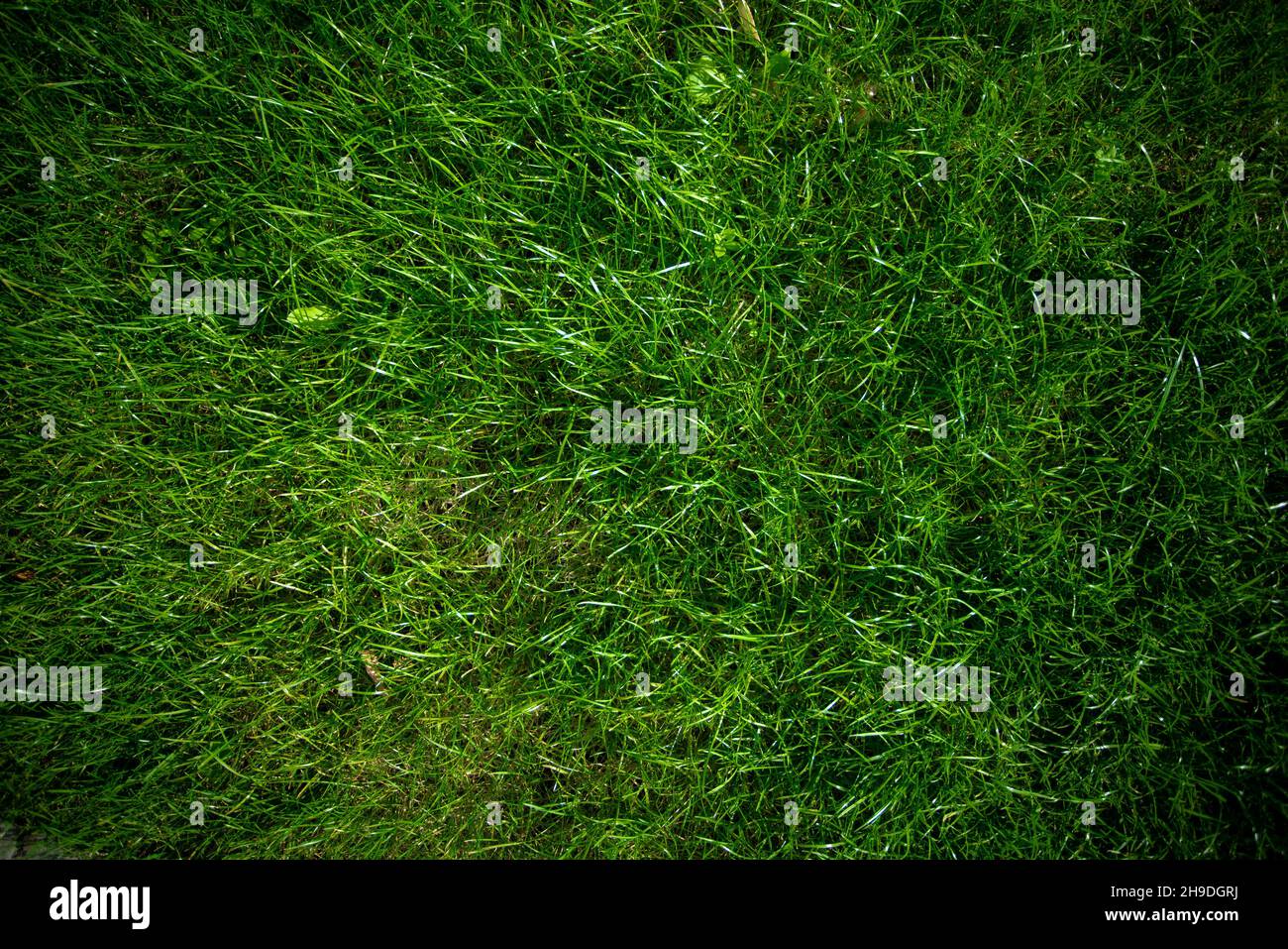 Realistic turf hi-res stock photography and images - Alamy
