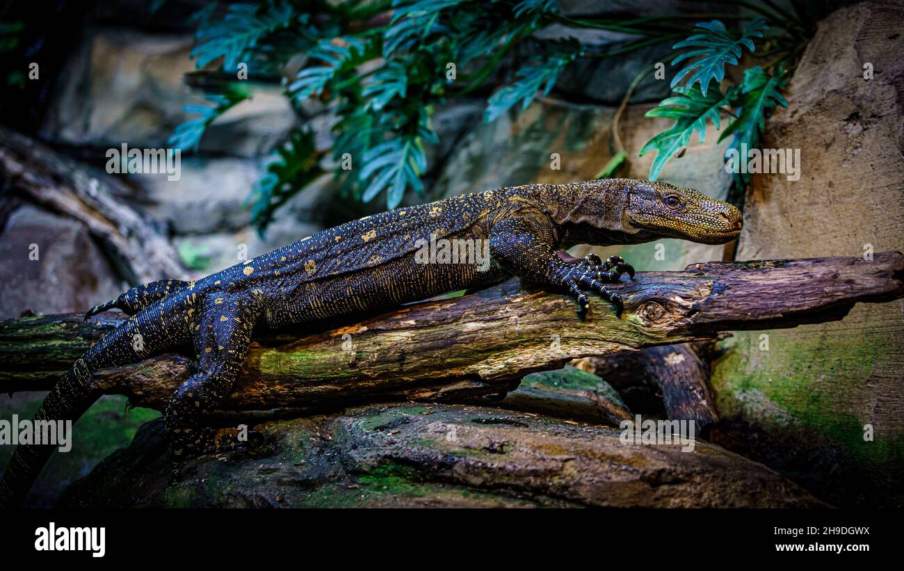 Komodo dragon in the beautiful nature habitat. Monitor lizard Stock ...