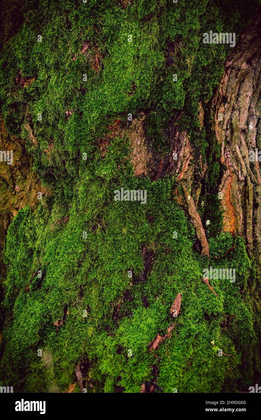 Texture Of Green Moss On The Tree Stock Photo - Alamy