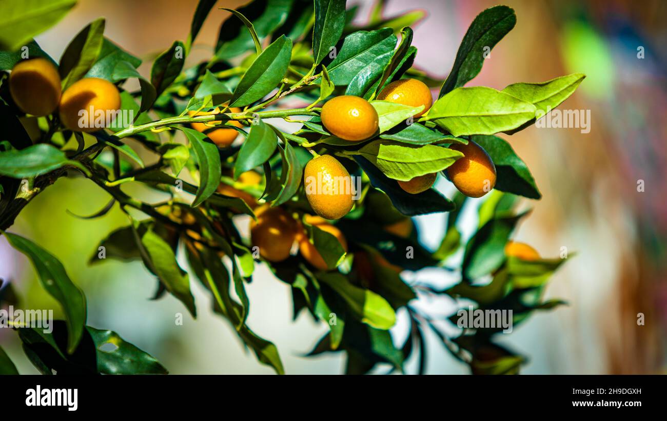 Dwarf tangerine tree hi-res stock photography and images - Alamy