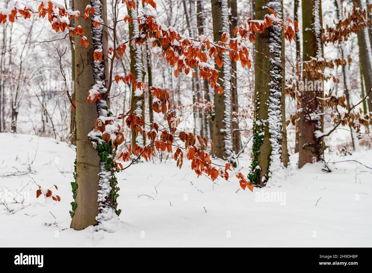 First winter snowfall in the park. Yellow autumn leaves covered by snow ...