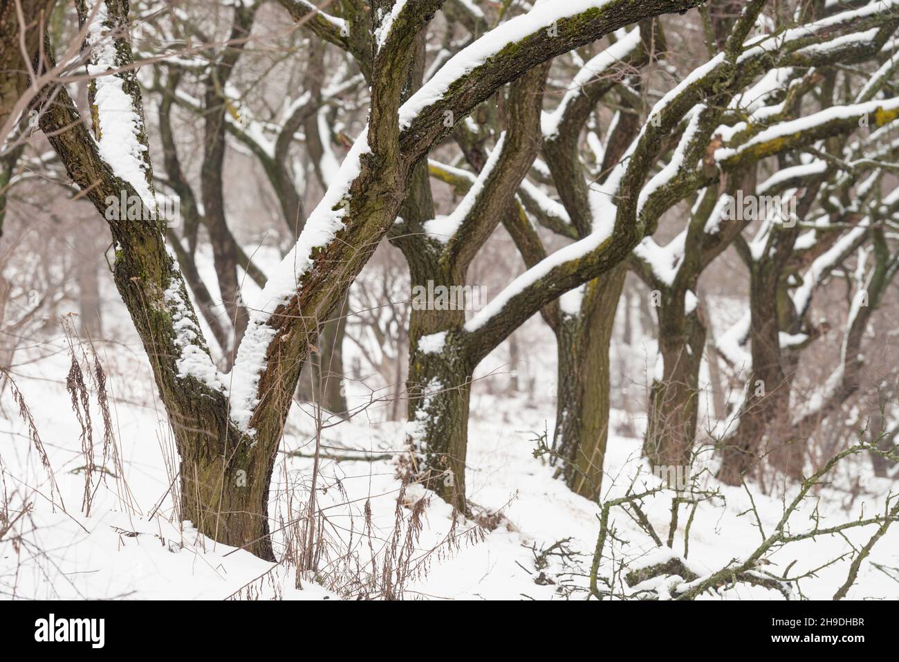 Covered fruit snow trees hi-res stock photography and images - Alamy