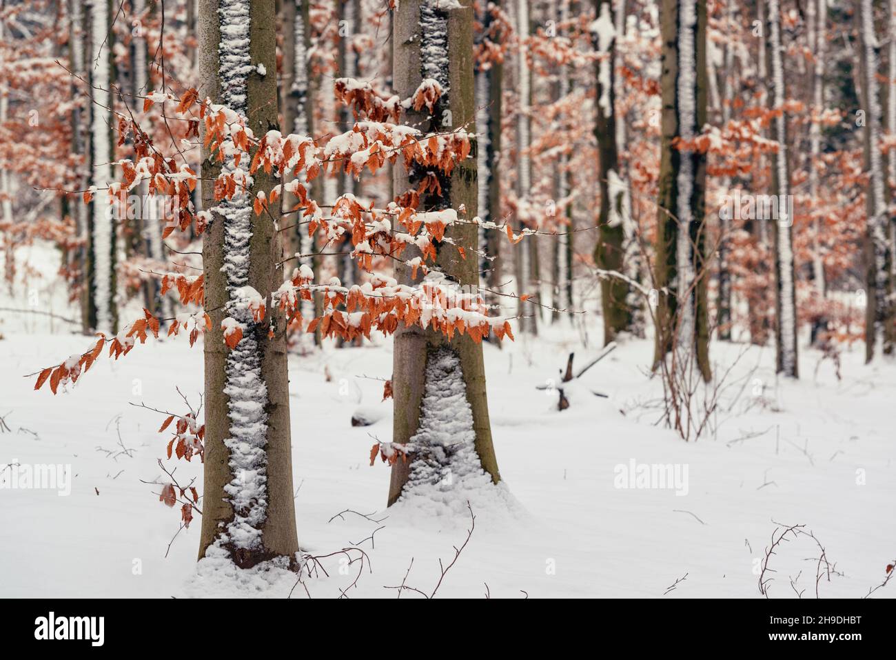 First snowfall of the season hi-res stock photography and images - Alamy