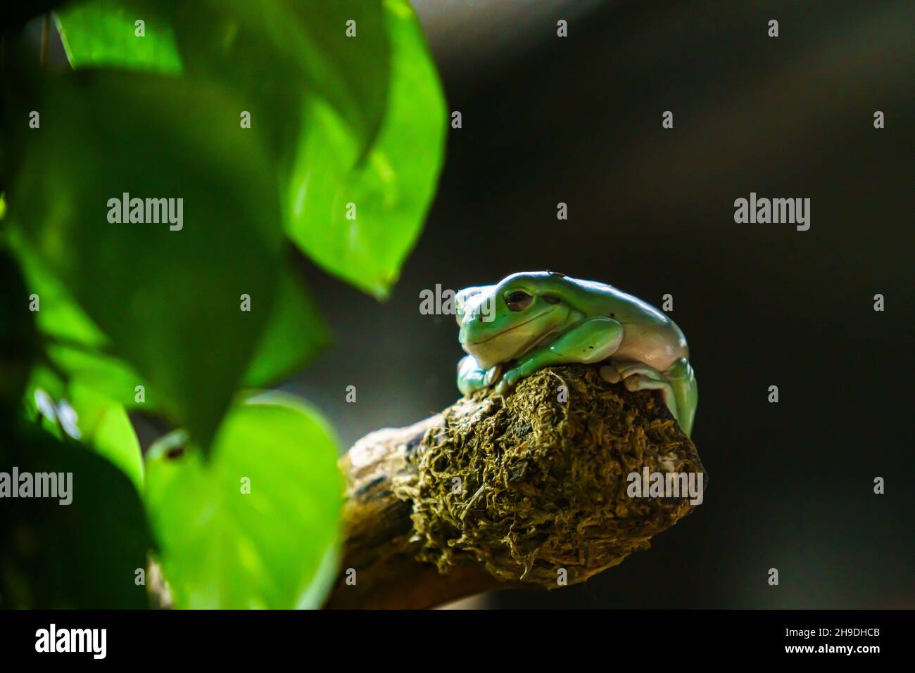 Tree frog in Brazil amazon rain forest Stock Photo - Alamy