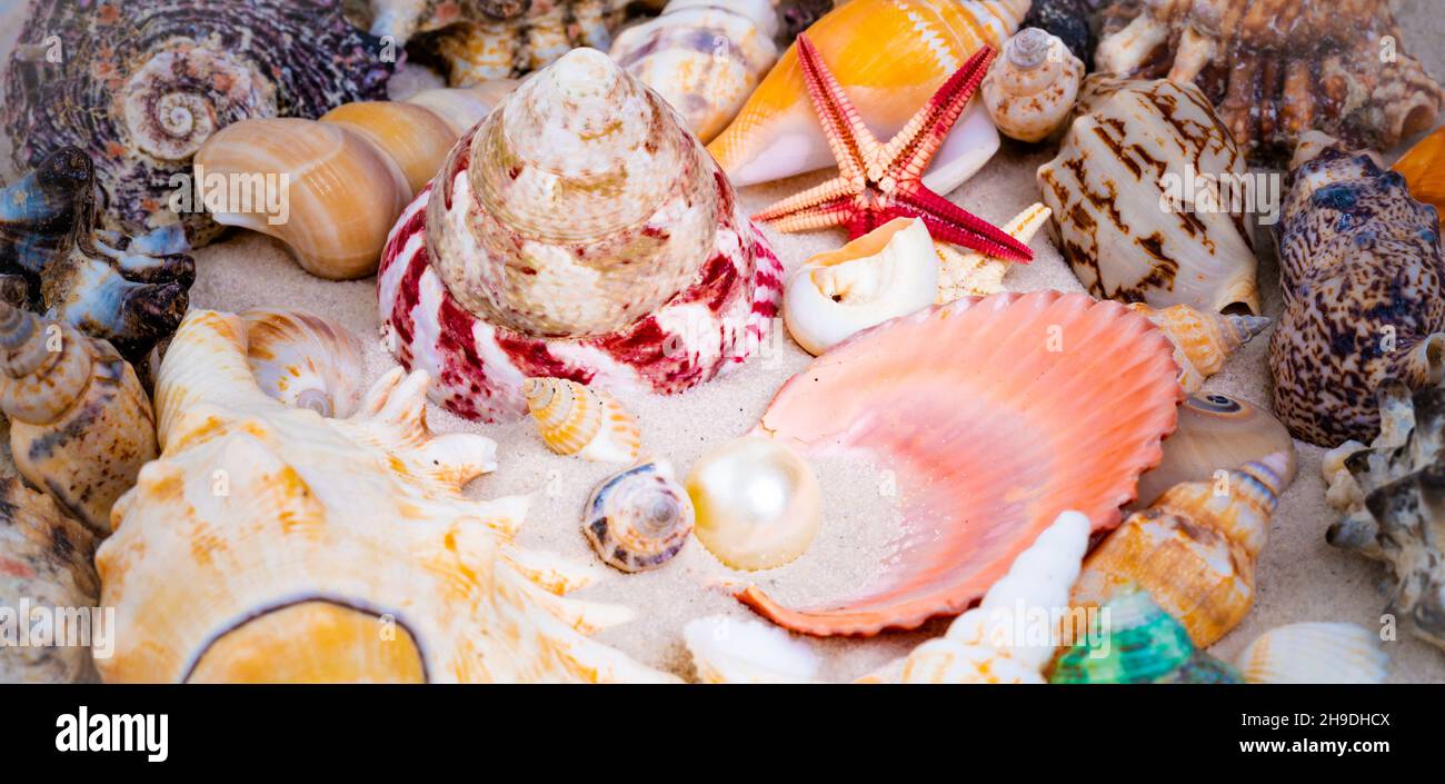 The exotic sea shell . treasure from the sea Stock Photo - Alamy