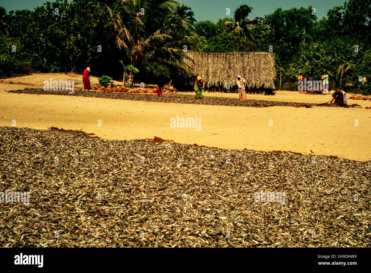 Low impact commercial enterprise, fishmeal production, showing fish ...