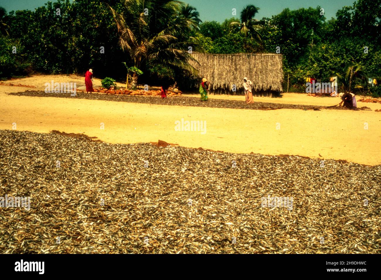 Low impact commercial enterprise, fishmeal production, showing fish ...