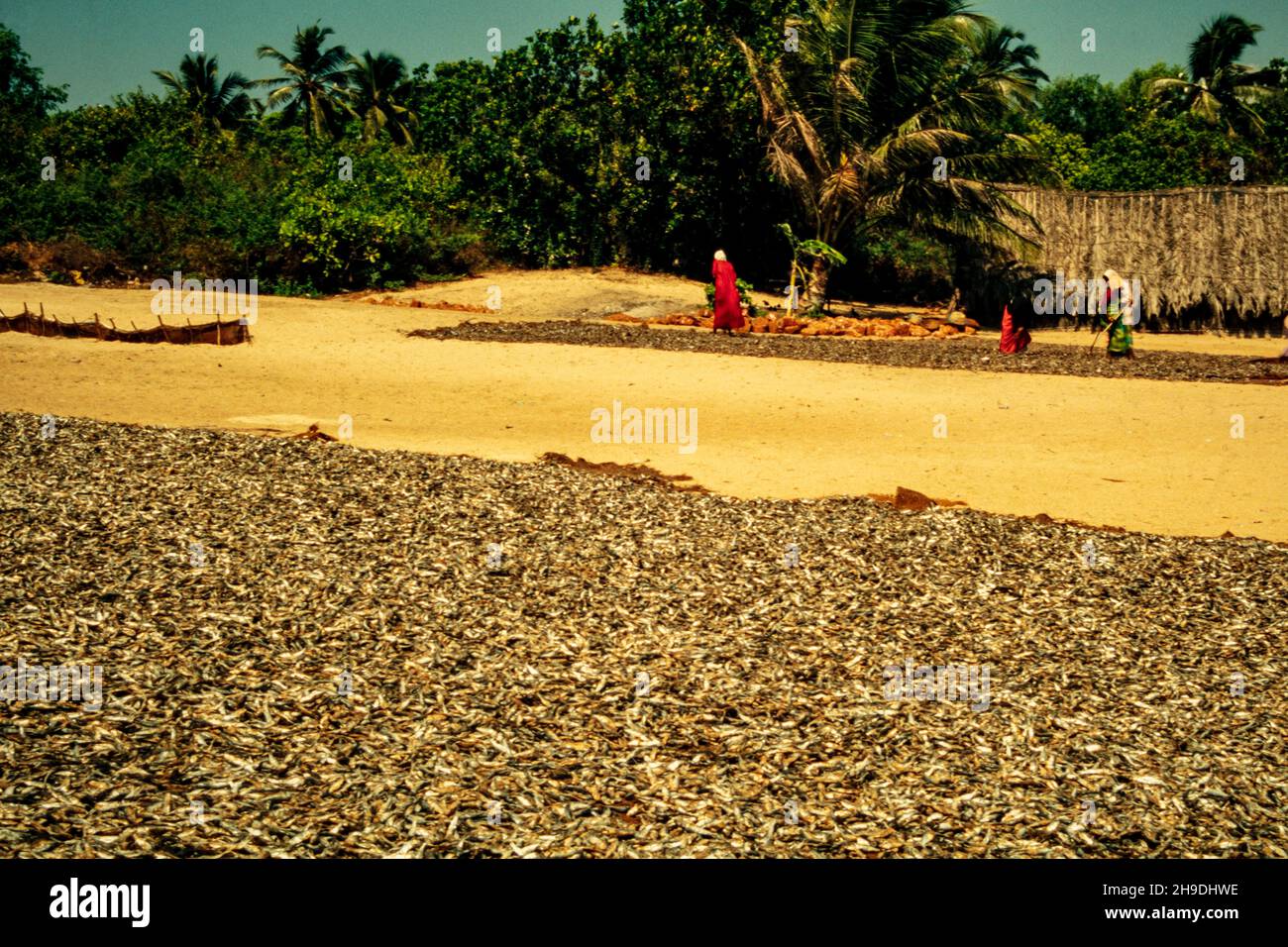 Low impact commercial enterprise, fishmeal production, showing fish ...