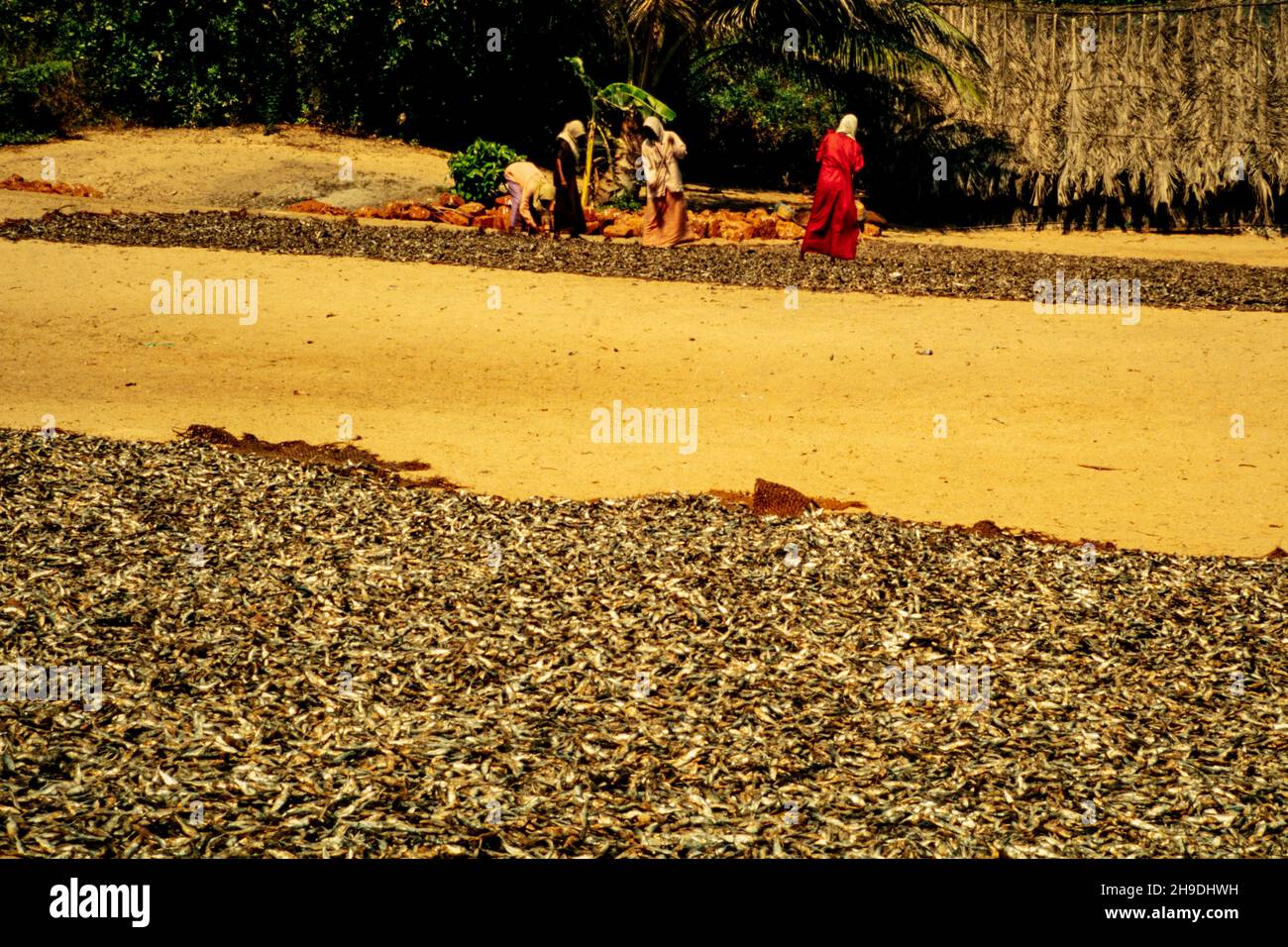 Low impact commercial enterprise, fishmeal production, showing fish ...