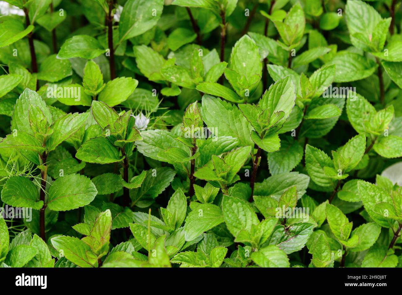 Many fresh green mint leaves in direct sunlight, in a herbs garden, in ...
