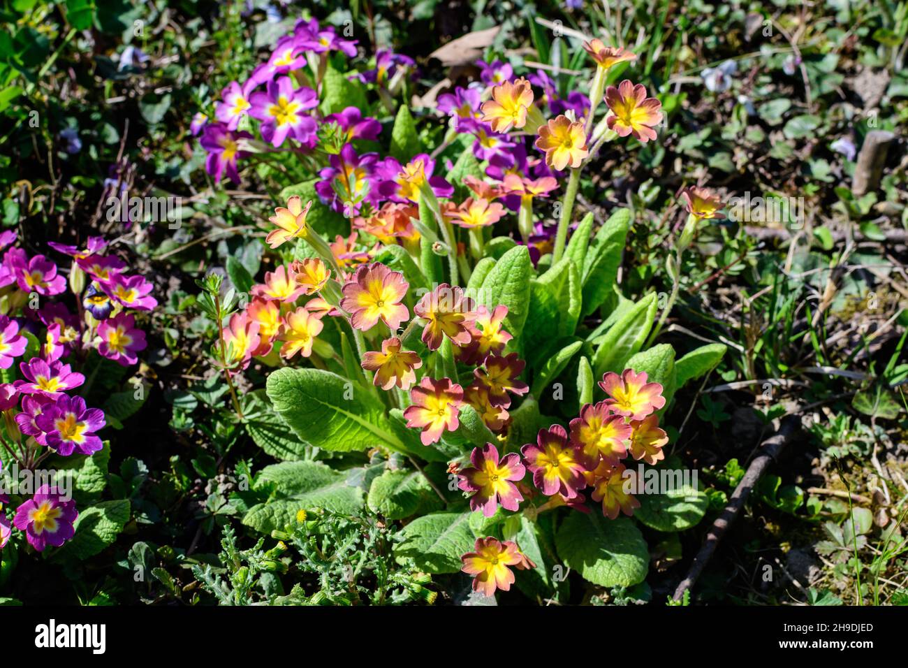 Magenta pink yellow flowers hi-res stock photography and images - Alamy