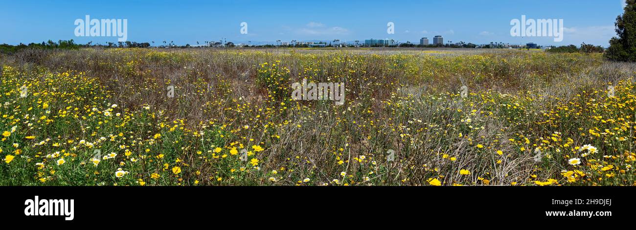 Ballona Wetlands with wildflowers, Playa Del Rey, Los Angeles ...