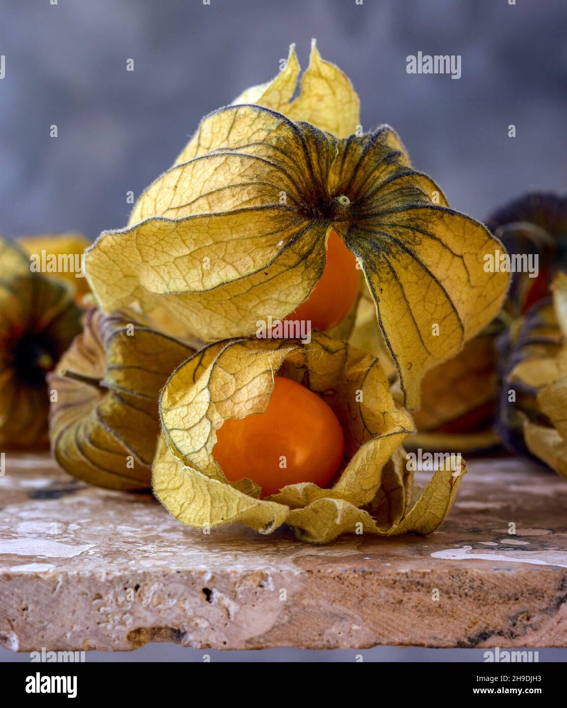 Cape Gooseberry, Physalis peruviana, close-up fruit portrait against ...