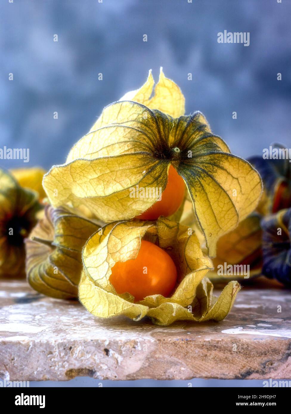 Cape Gooseberry, Physalis peruviana, close-up fruit portrait against ...