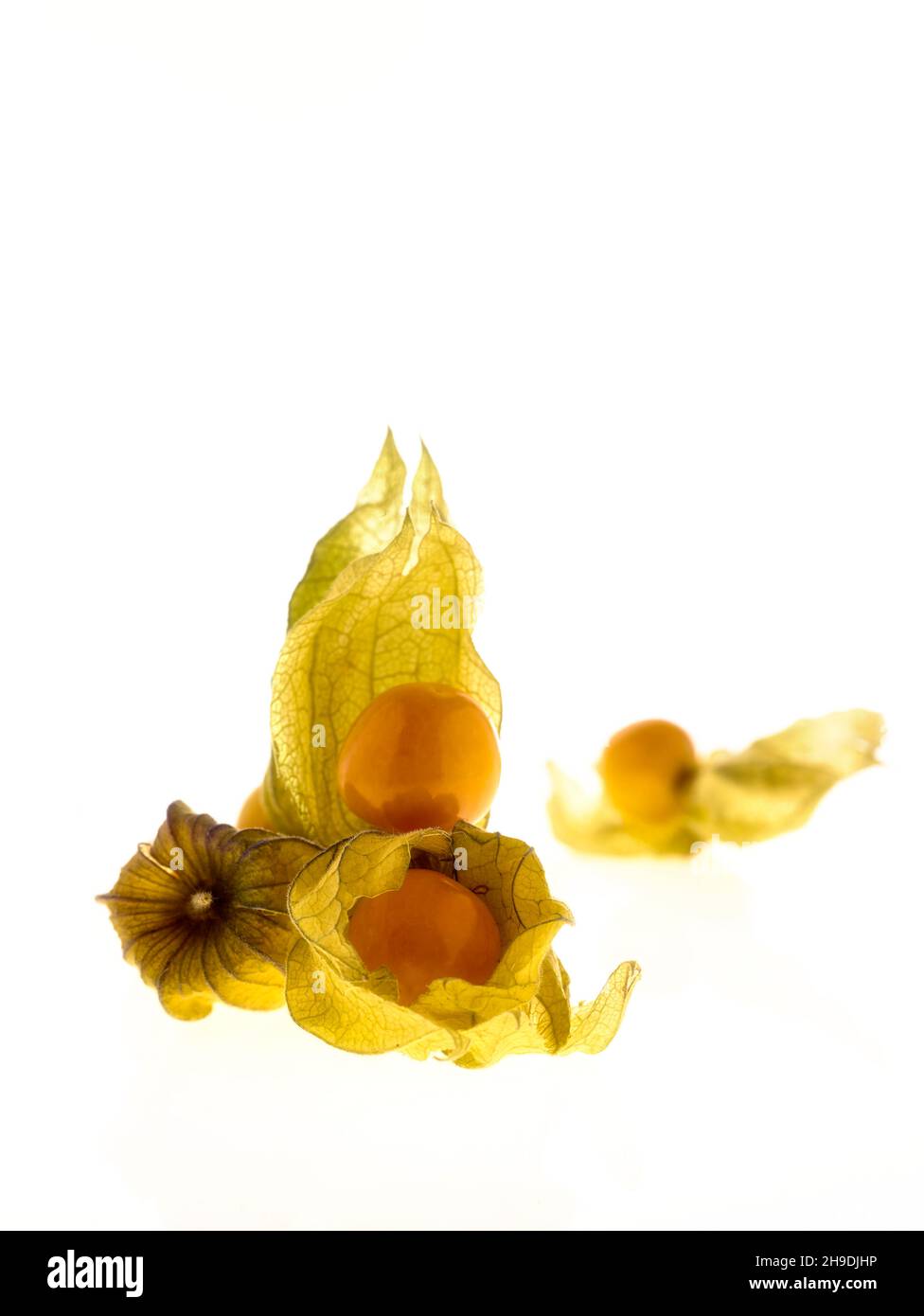 Cape Gooseberry, Physalis peruviana, close-up fruit portrait against ...