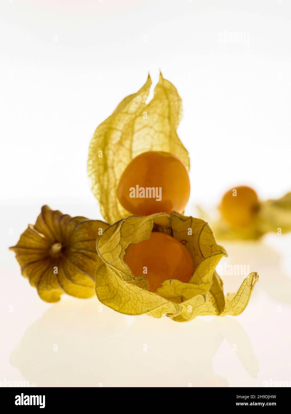 Cape Gooseberry, Physalis peruviana, close-up fruit portrait against ...