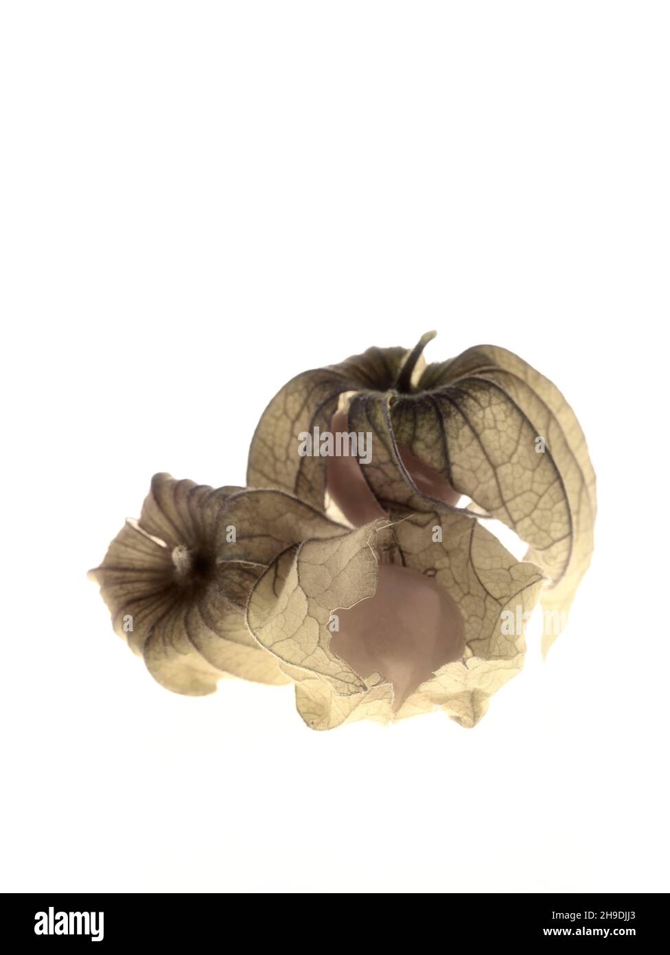 Cape Gooseberry, Physalis peruviana, close-up fruit portrait against ...