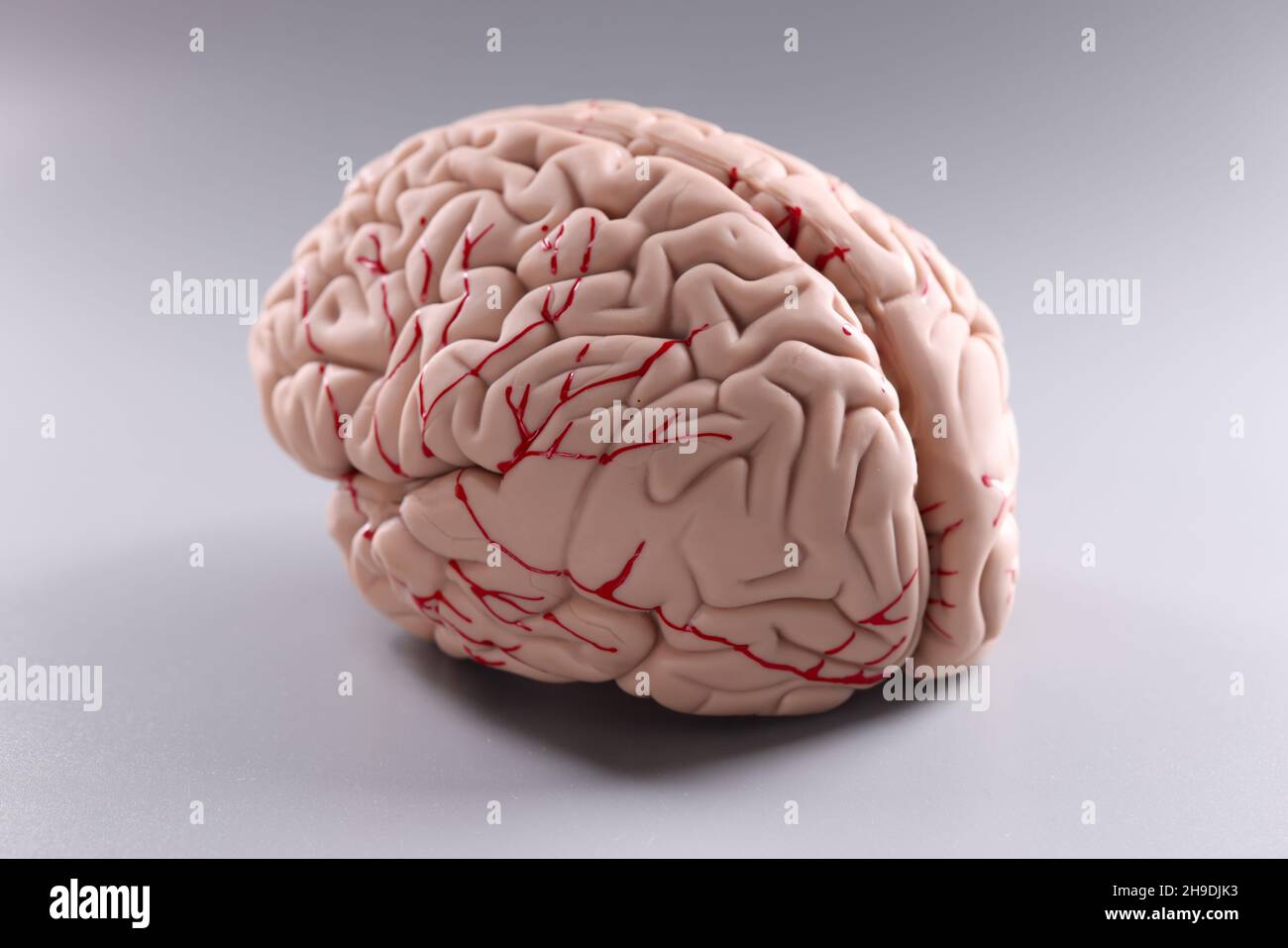Artificial plastic model of human brain on gray background Stock Photo ...