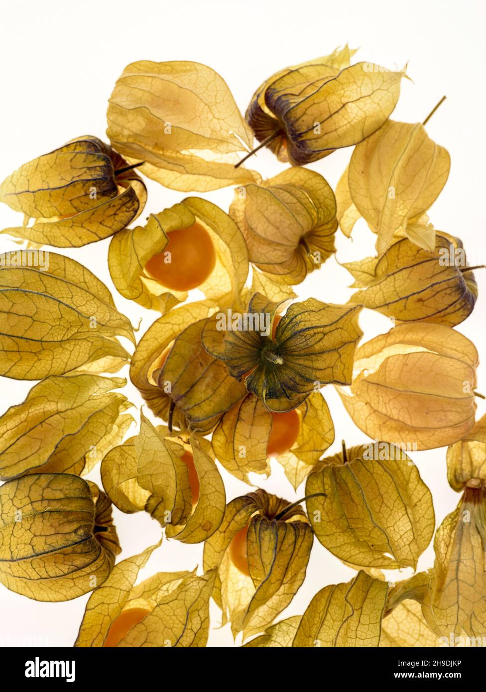 Cape Gooseberry, Physalis peruviana, close-up fruit portrait against ...