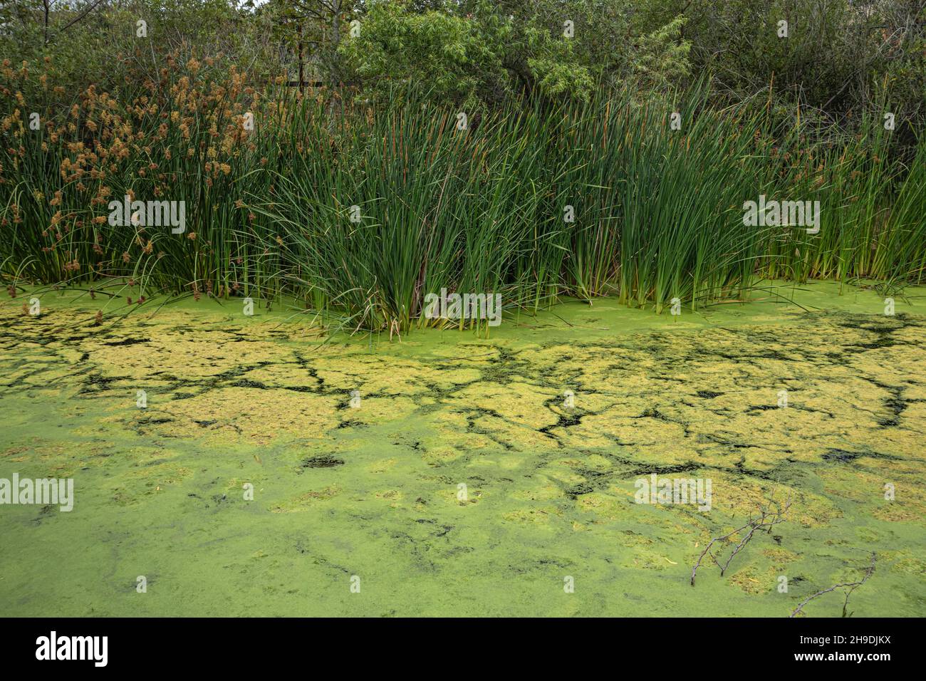 Algae in flood channel in the Ballona Wetlands, Los Angeles, California ...