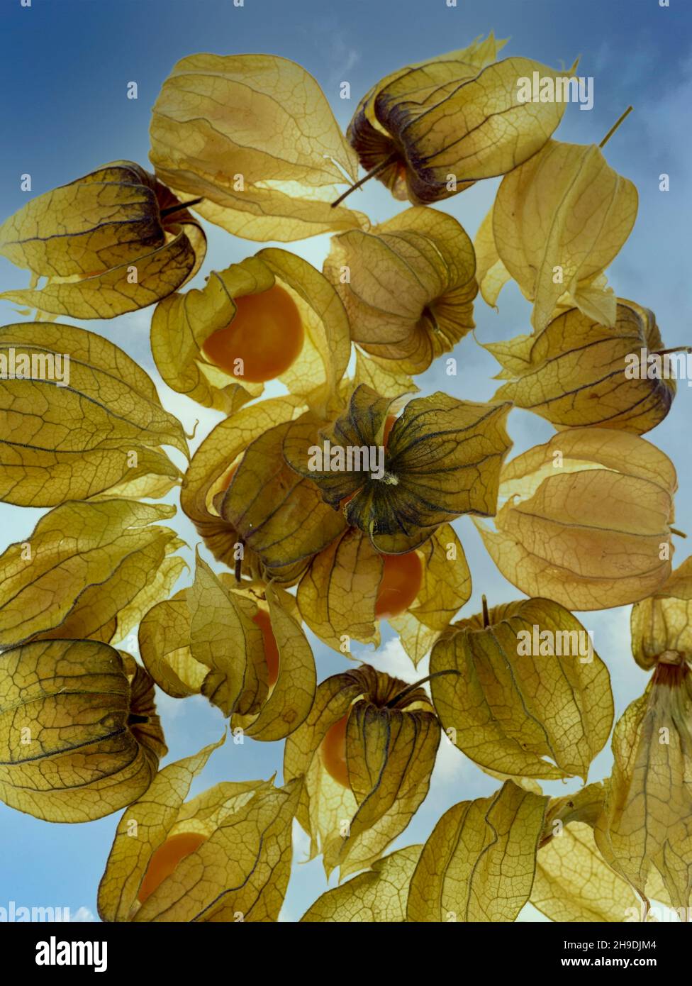 Cape Gooseberry, Physalis peruviana, close-up fruit portrait against ...